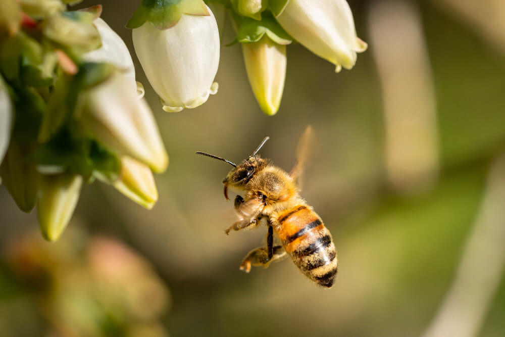 Las abejas Apis mellifera y la Biodiversidad – Accion Biodiversidad