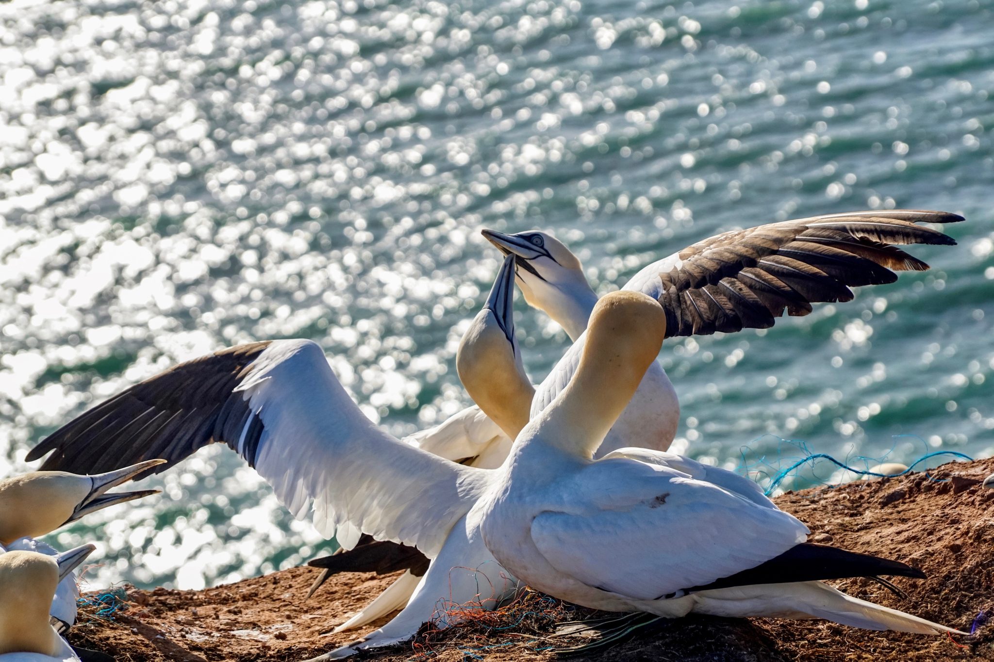 La crisis del plástico y su drástico impacto sobre los albatros ...
